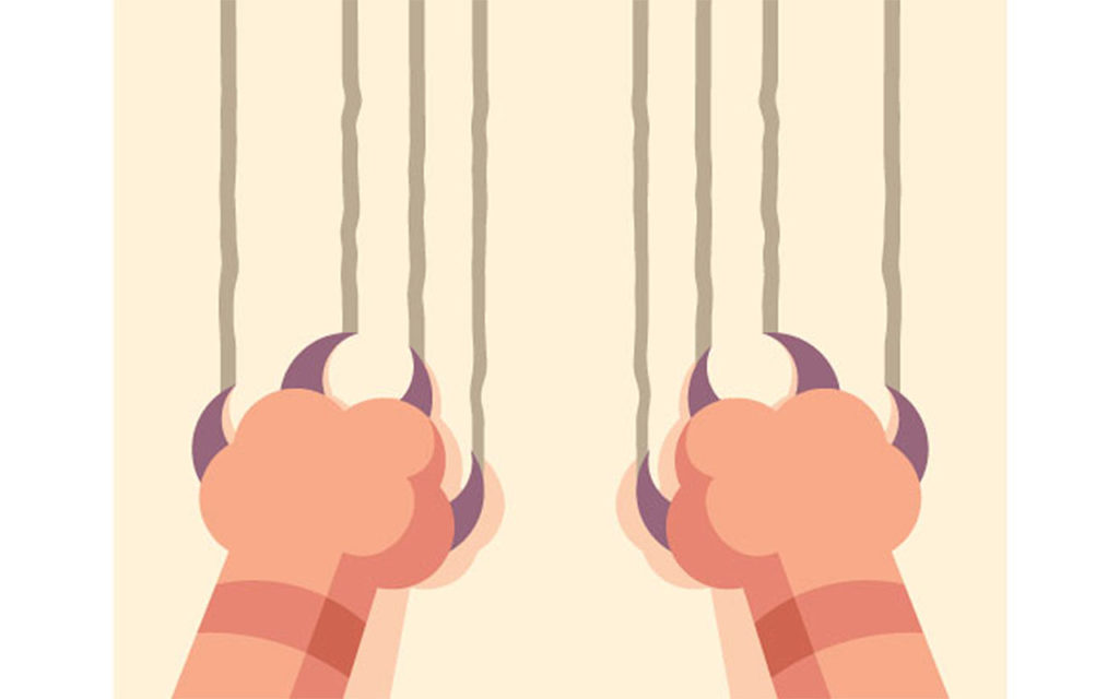 Mon chat gratte partout: comprendre et gérer - MonMinoo